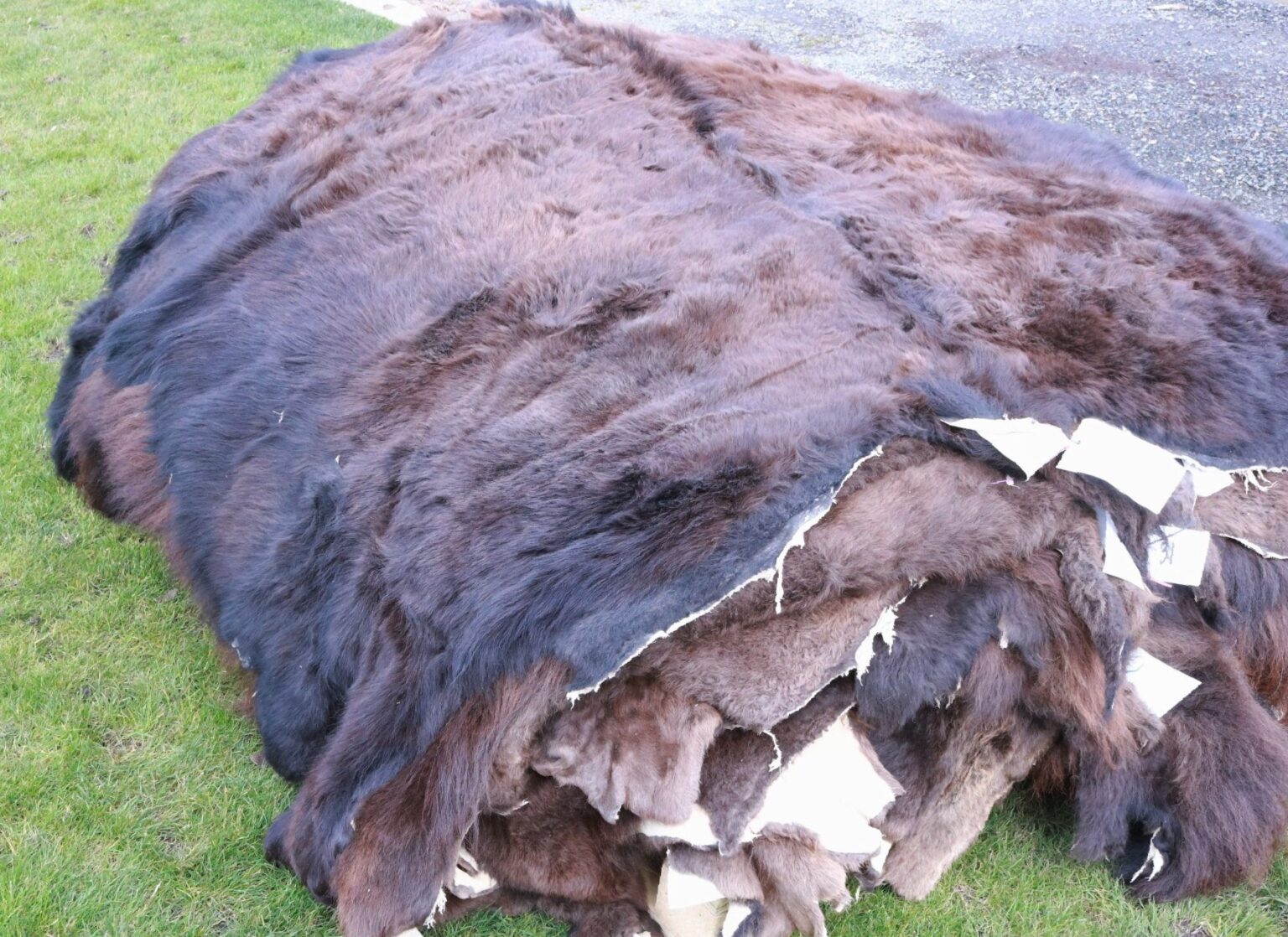Bison Robe – Genuine, Luxurious Hide for Comfort and Decor - Centralia ...