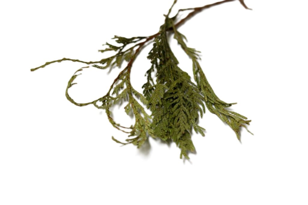 Fresh Western Cedar Tips - Centralia Fur & Hide