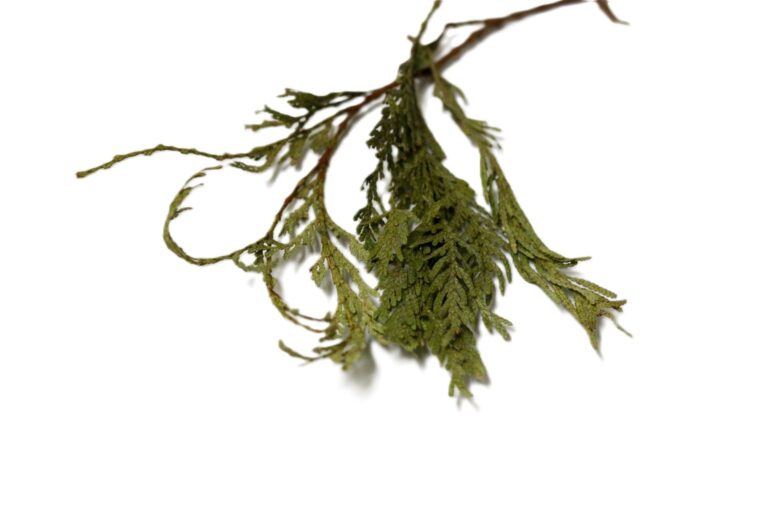 Fresh Western Cedar Tips - Centralia Fur & Hide