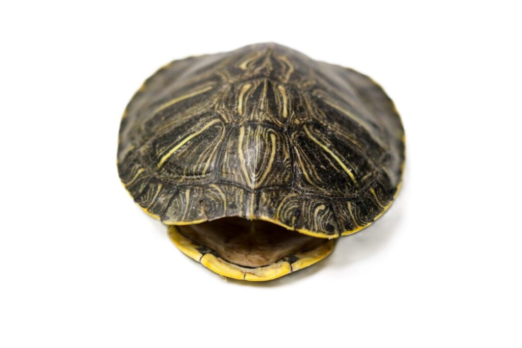 Red-eared Turtle Shells - Centralia Fur & Hide