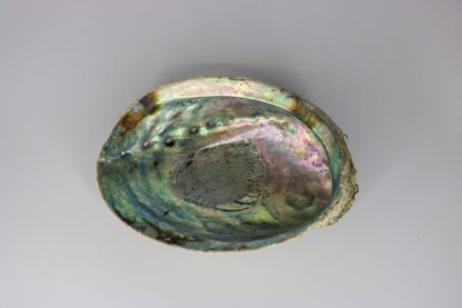 4-6" whole abalone shell - Centralia Fur & Hide