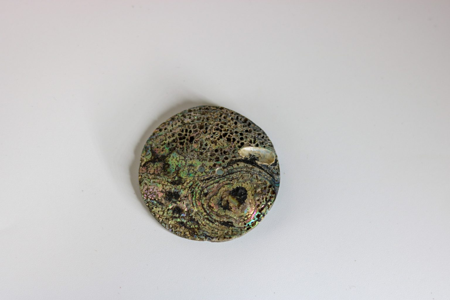 2" abalone disc 2 hole - Centralia Fur & Hide