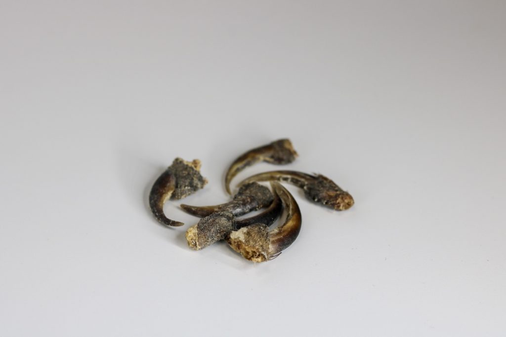 Badger claws (X large) - Centralia Fur & Hide