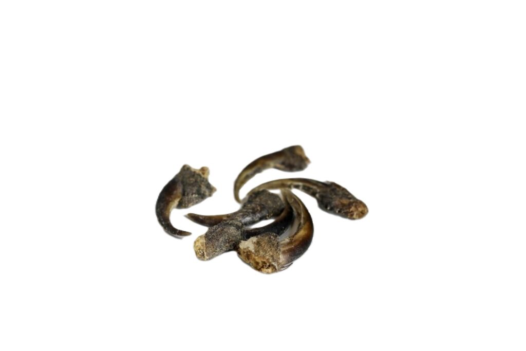Badger claws (X large) - Centralia Fur & Hide