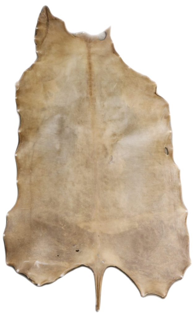 Buffalo Rawhide Bleached| Centralia Fur & Hide