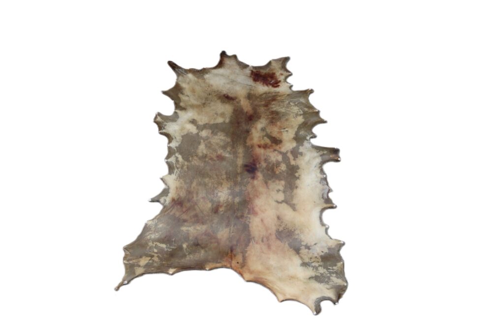 #1 Elk rawhide natural - Centralia Fur & Hide