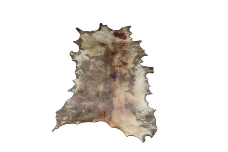 #1 Elk rawhide natural - Centralia Fur & Hide