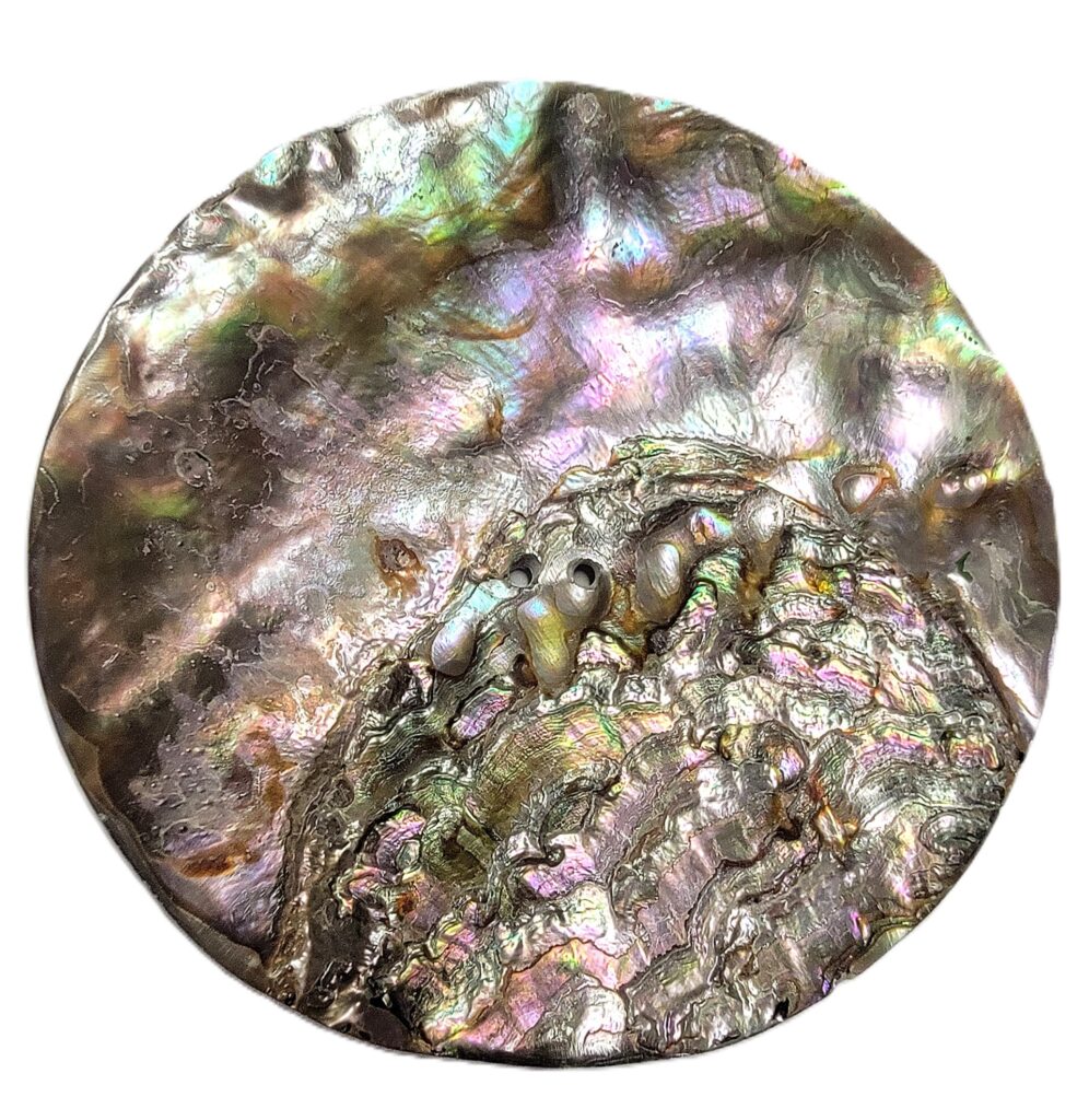 3" Abalone disc 2-hole - Centralia Fur & Hide