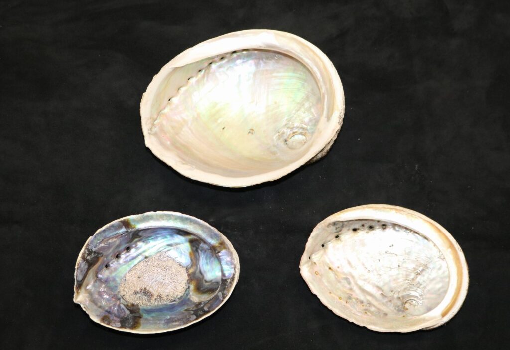 4-6" whole abalone shell - Centralia Fur & Hide