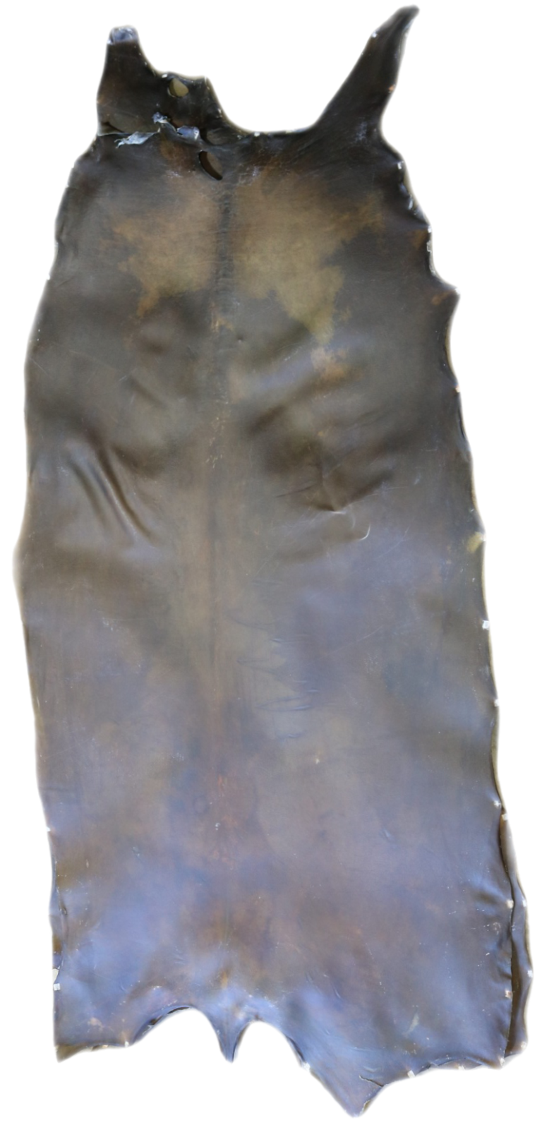 Rawhide Material | Full Size Rawhide for Crafts and Drums | Centralia ...