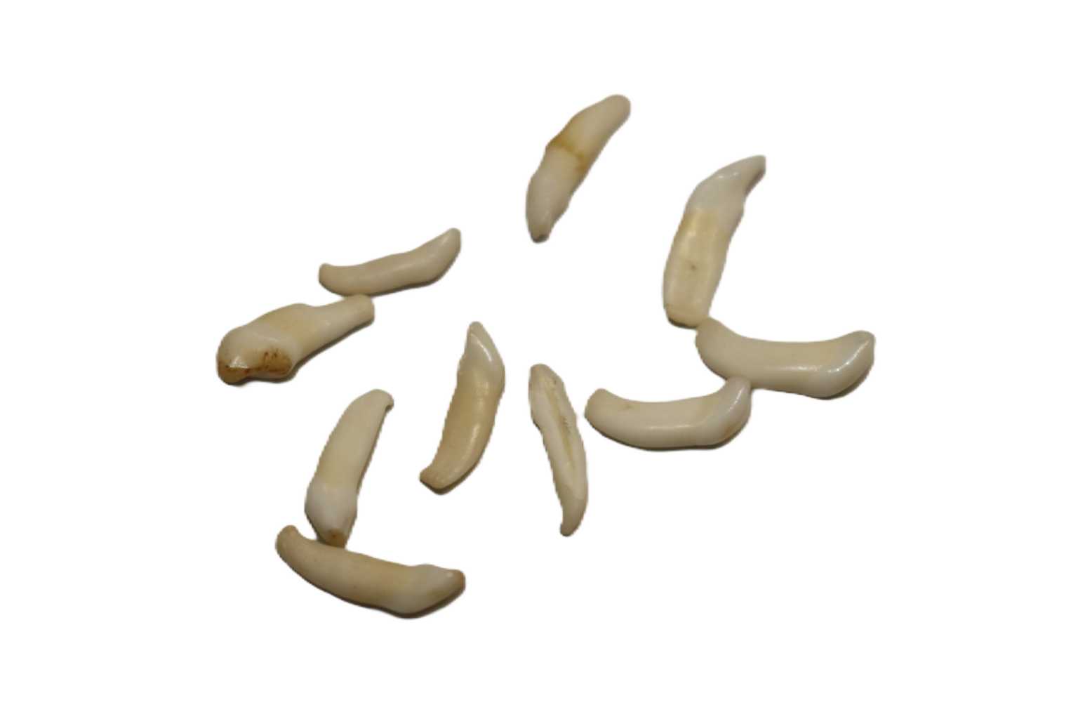 Fox teeth - Centralia Fur & Hide