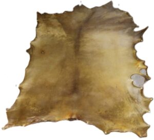 #1 Elk rawhide natural - Centralia Fur & Hide