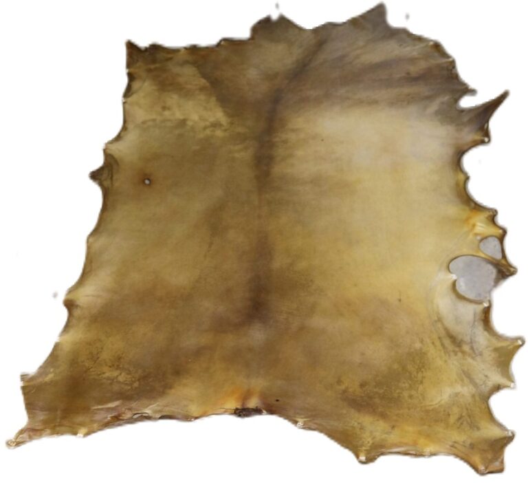 #1 Elk rawhide natural - Centralia Fur & Hide