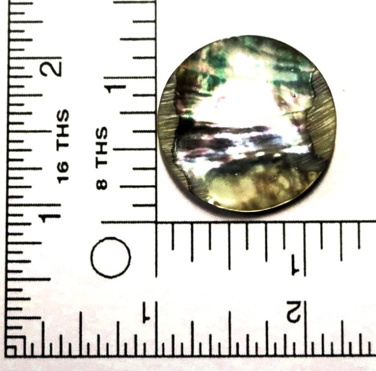 1" Abalone disc no hole - Centralia Fur & Hide