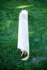 Red Stag Elk Rawhide | Centralia Fur & Hide