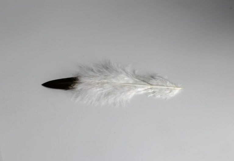 Golden eagle tail plume feather - Centralia Fur & Hide