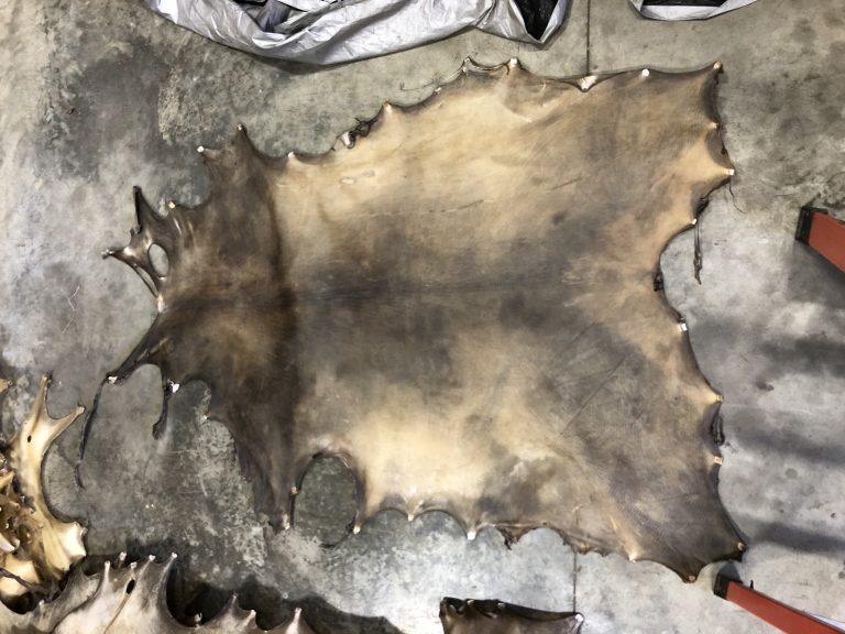 #1 Elk rawhide natural - Centralia Fur & Hide