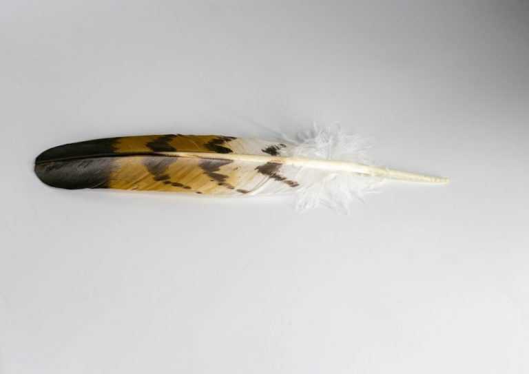 Red shoulder hawk feather (female) - Centralia Fur & Hide