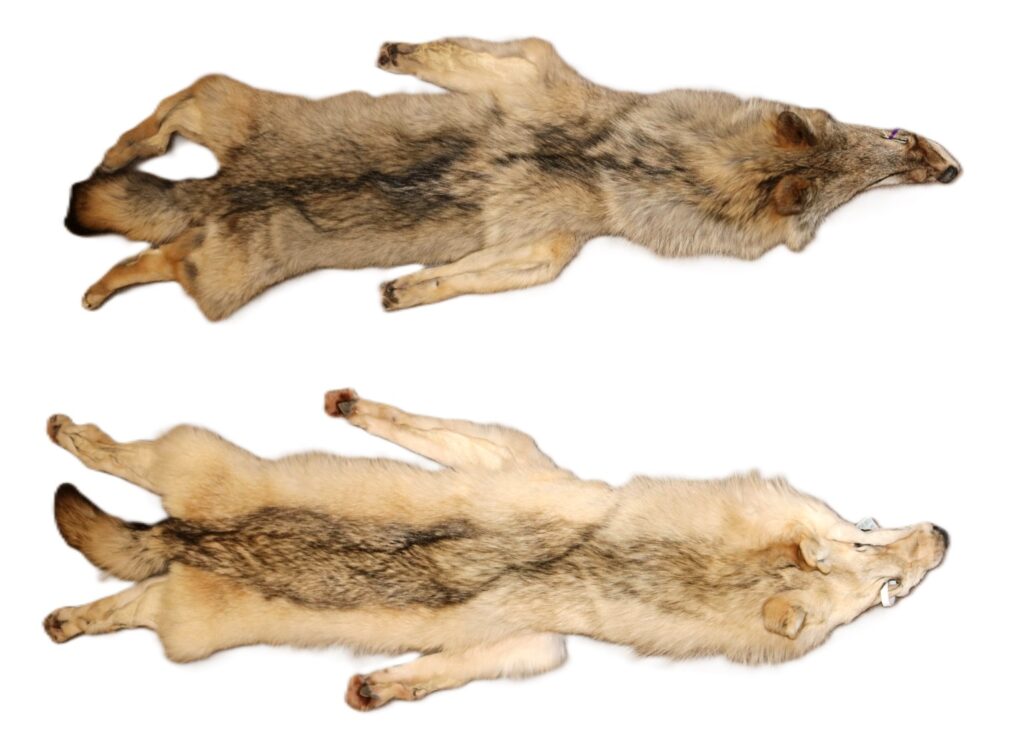 WOLF HAIR ON HIDE - Centralia Fur & Hide