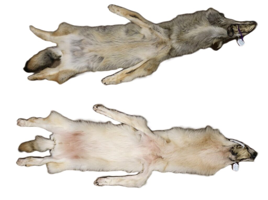 WOLF HAIR ON HIDE - Centralia Fur & Hide