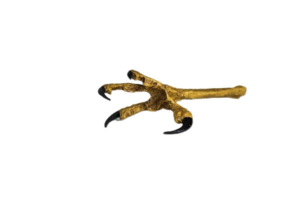 Hawk Talon - Composite - Centralia Fur & Hide