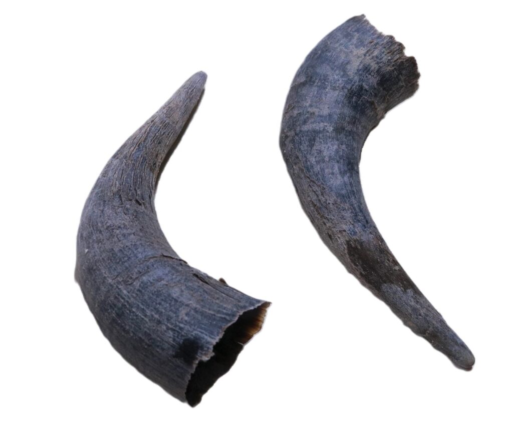 Bison horn caps - Centralia Fur & Hide