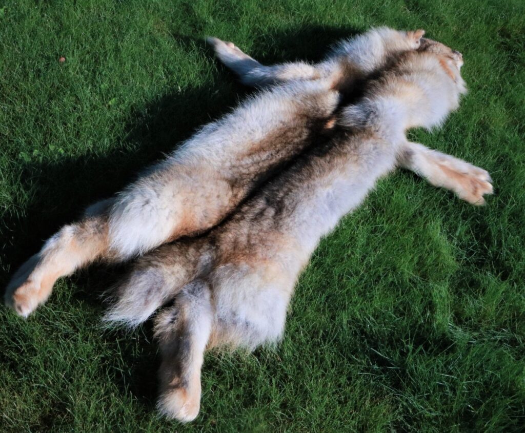 #1 Coyote skin - Centralia Fur & Hide