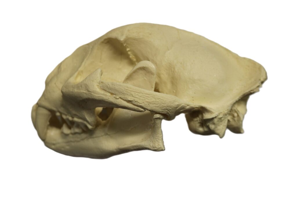 Cougar Skull - Composite - Centralia Fur & Hide