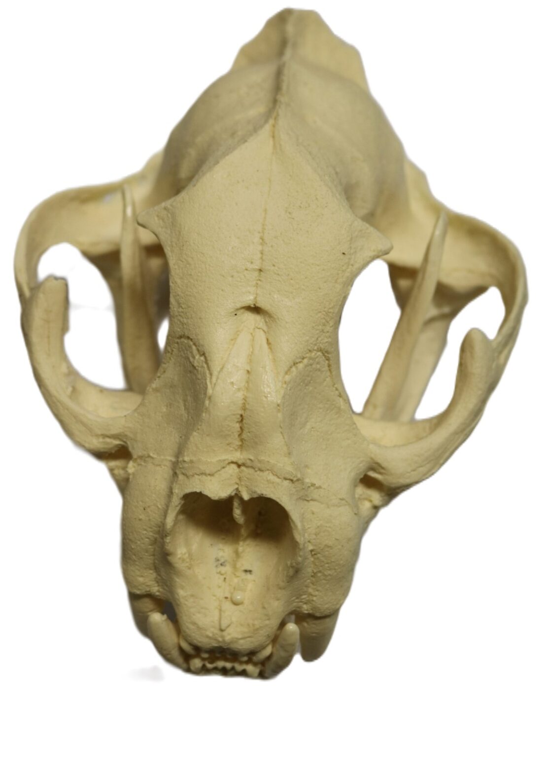 Composite items - Centralia Fur & Hide