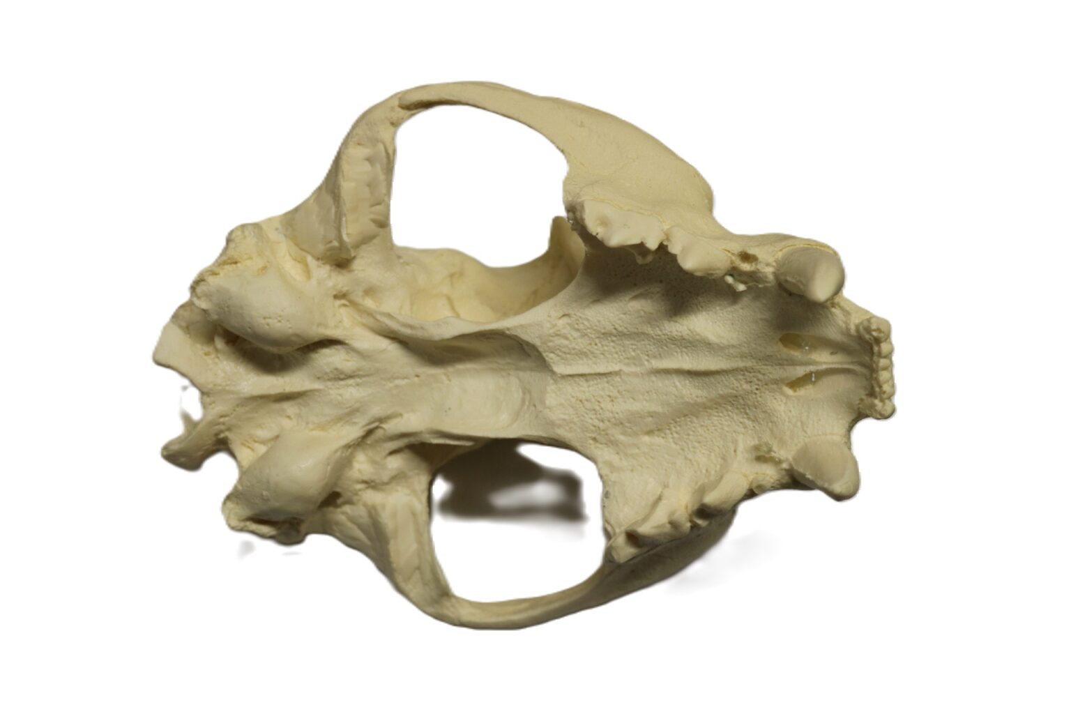 Cougar Skull - Composite - Centralia Fur & Hide