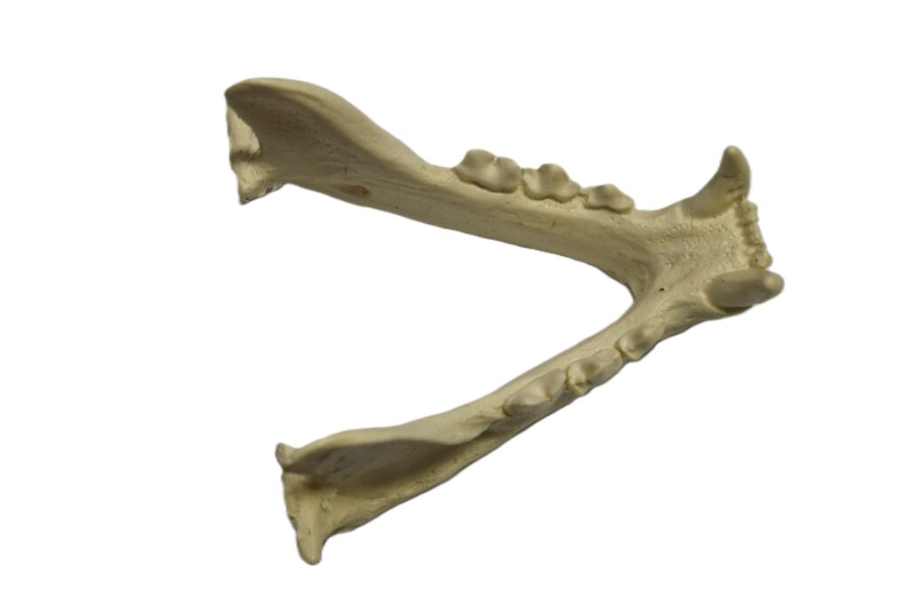 Cougar Skull - Composite - Centralia Fur & Hide