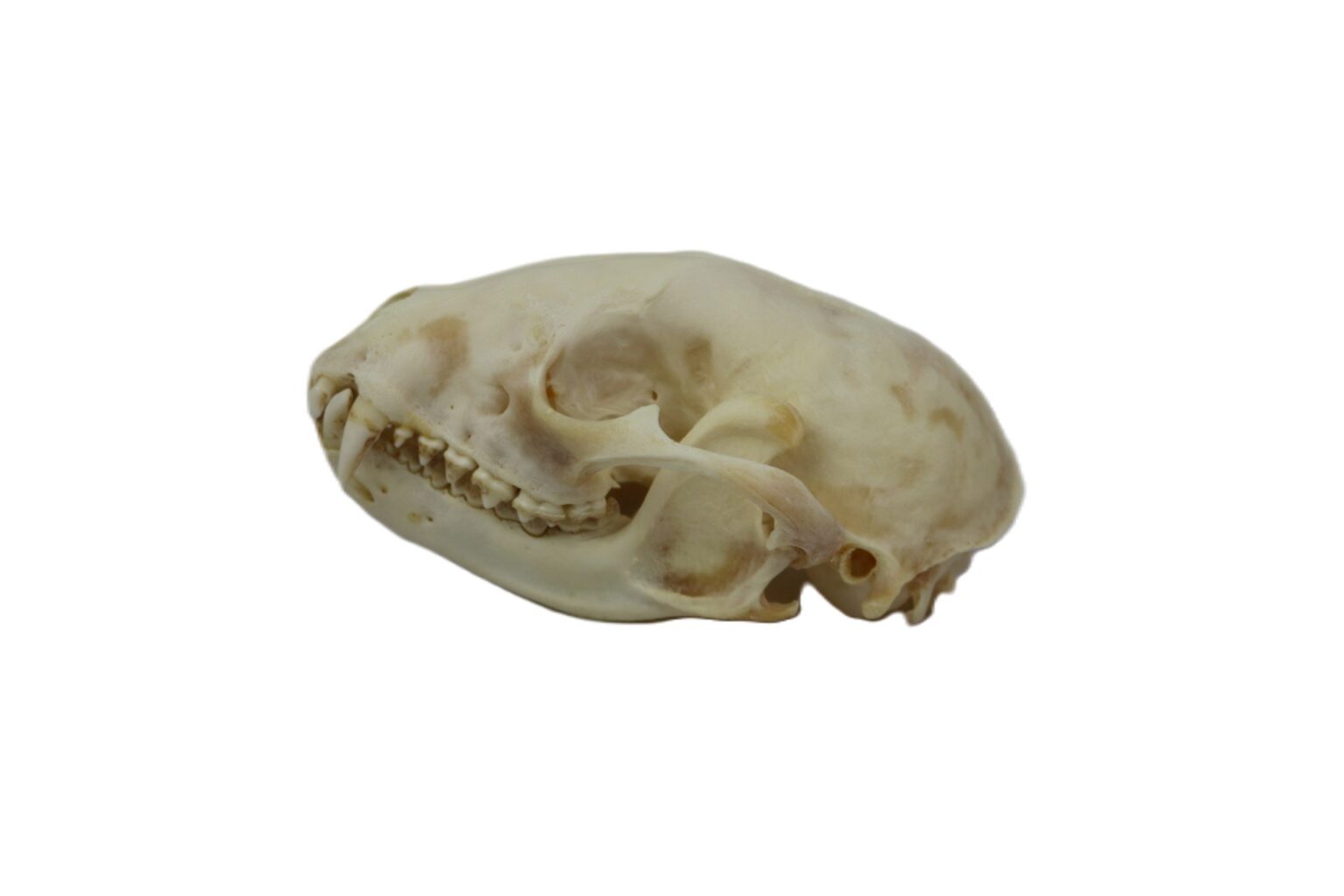 Eagle Skull Molded with Open Mouth Composite - Centralia Fur & Hide