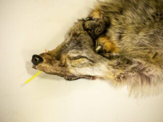 Wolf hair on hide with feet - Centralia Fur & Hide