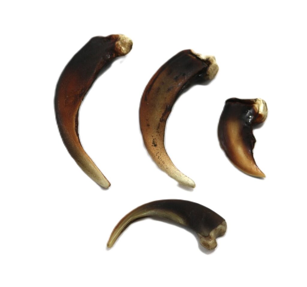 Grizzly Claws - Composite - Centralia Fur & Hide
