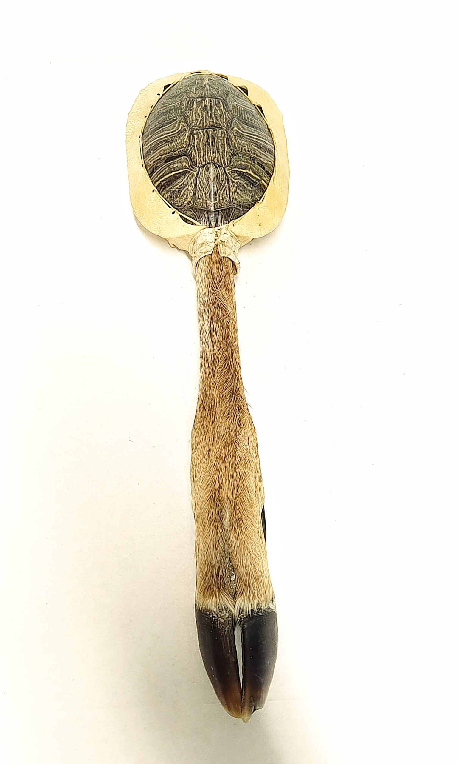 Turtle shell rattle - Centralia Fur & Hide