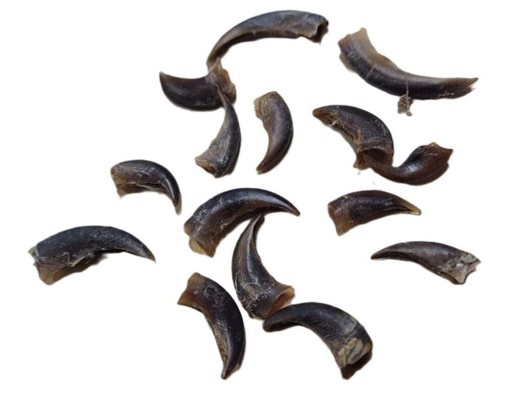 Animal Claws | Bear, Eagle, and Hawk Claws | Centralia Fur & Hide