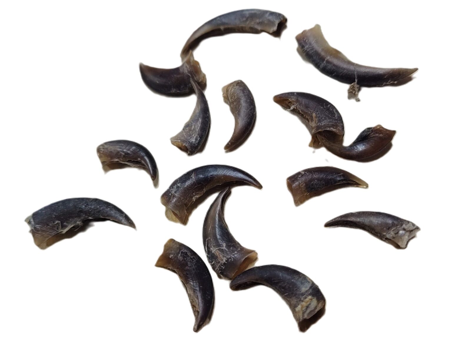 Shop Skulls, Bones, Claws & Teeth - Centralia Fur & Hide