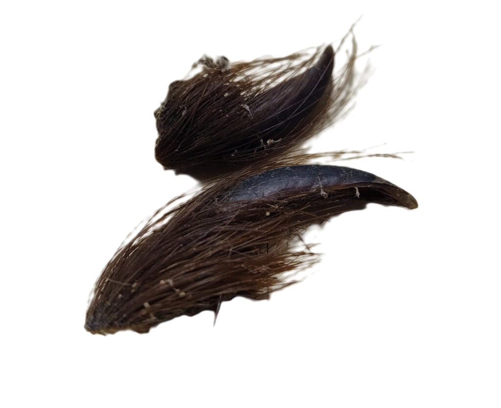 Claws - Centralia Fur & Hide