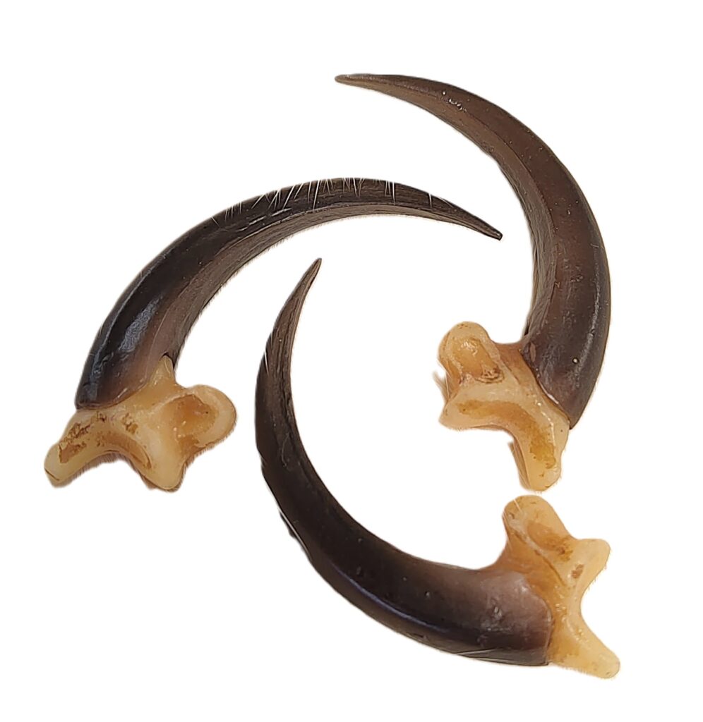 Small Eagle Talon - Composite - Centralia Fur & Hide