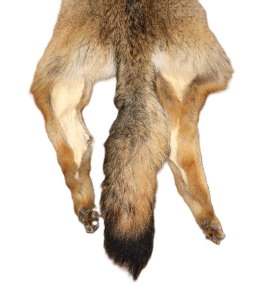 WOLF HAIR ON HIDE - Centralia Fur & Hide