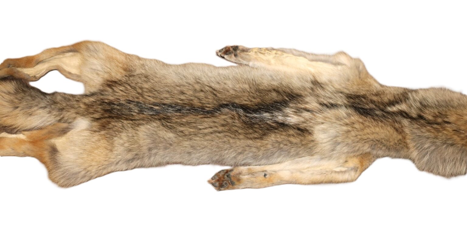 WOLF HAIR ON HIDE - Centralia Fur & Hide