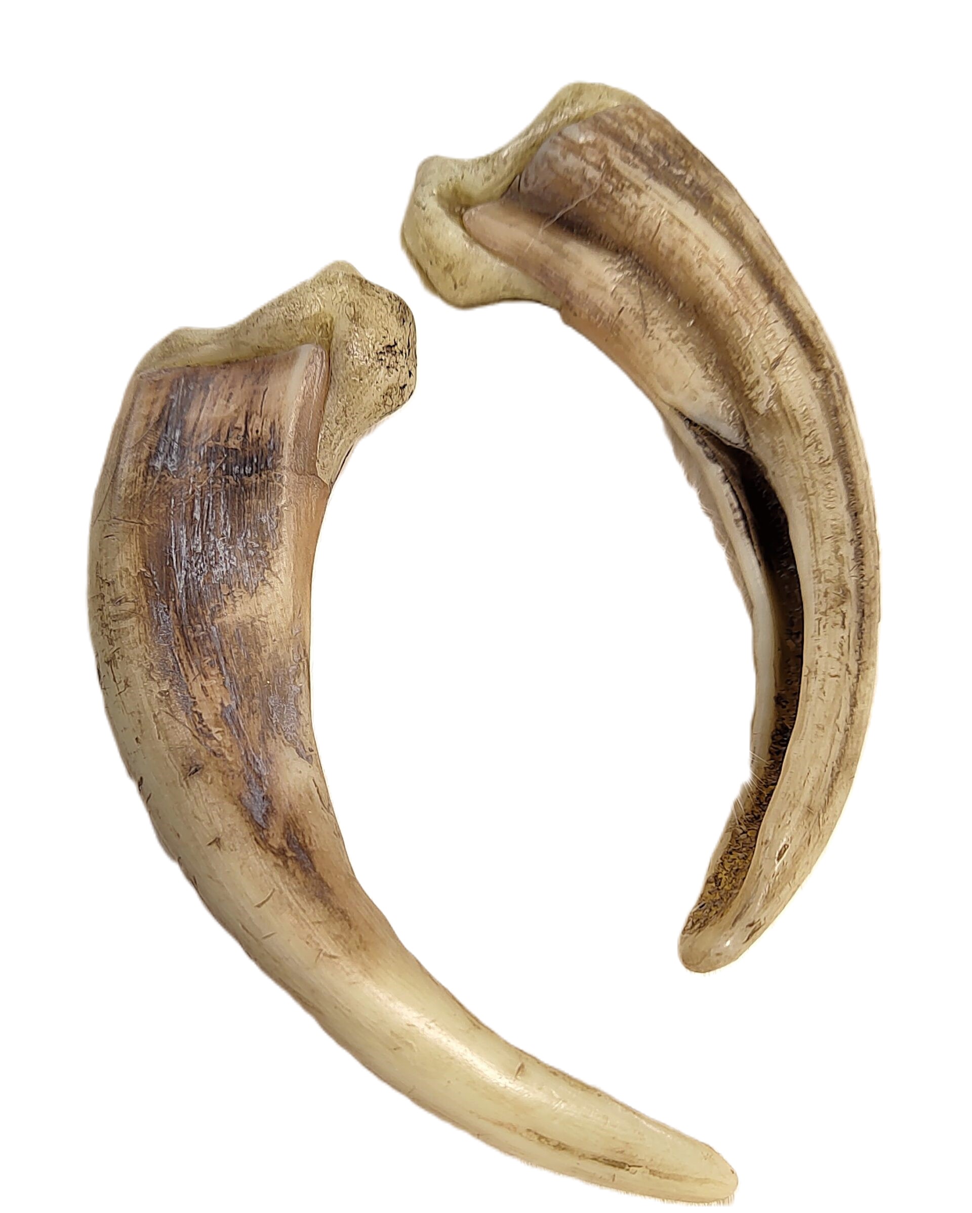 Grizzly Claws - Composite - Centralia Fur & Hide