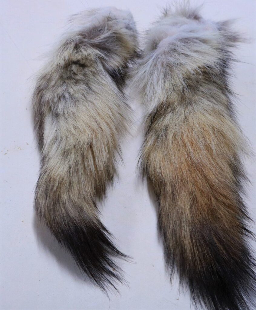 Coyote Skin, Tails & Claws - Centralia Fur & Hide