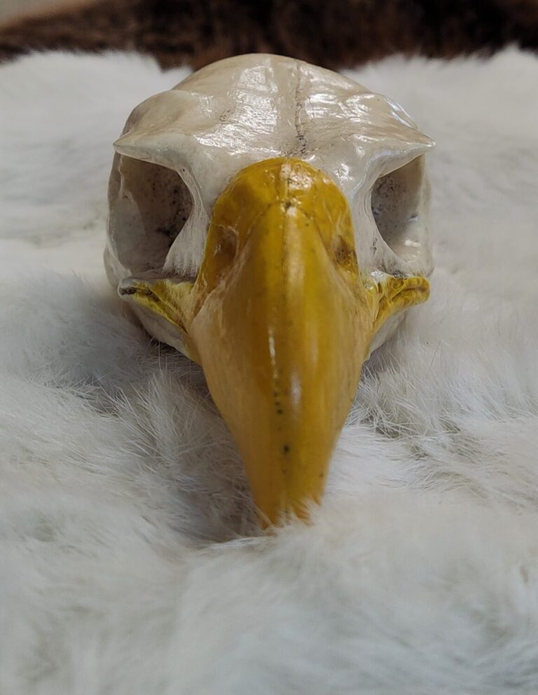 Eagle skull molded with an open mouth - Centralia Fur & Hide