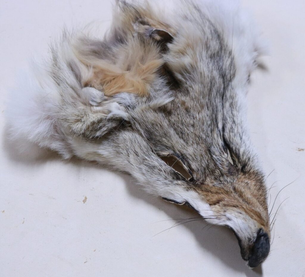 Coyote Skin, Tails & Claws - Centralia Fur & Hide
