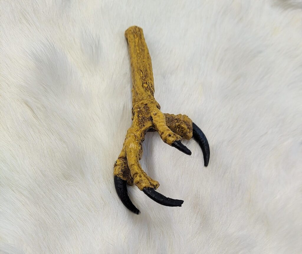 Composite Hawk Talon - Centralia Fur & Hide