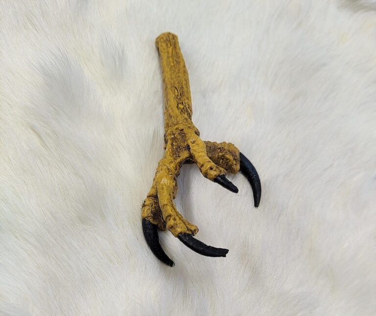 Composite Hawk Talon - Centralia Fur & Hide