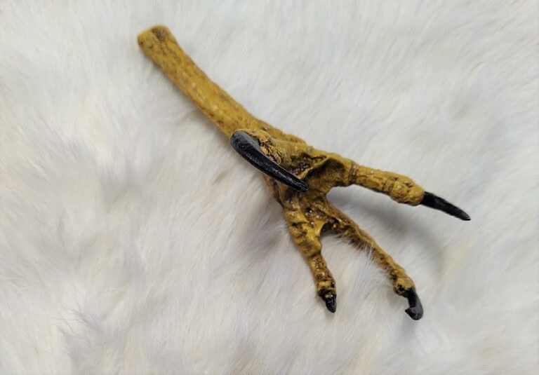 Composite Hawk Talon - Centralia Fur & Hide