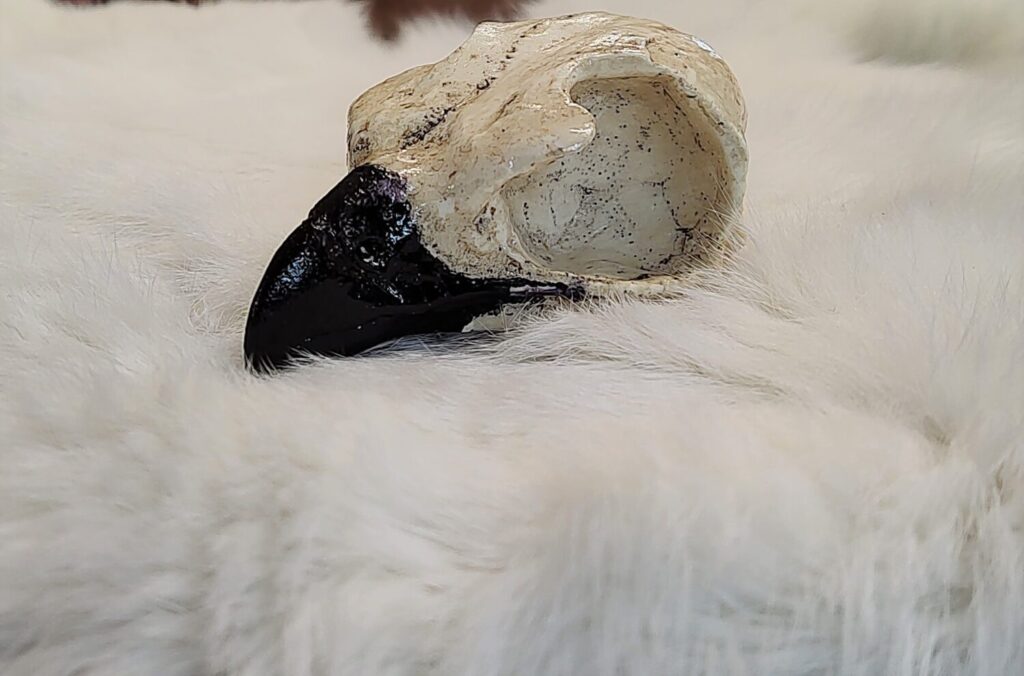 Composite hawk skull - Centralia Fur & Hide