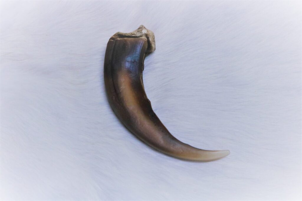 Composite Grizzly Claws - Centralia Fur & Hide